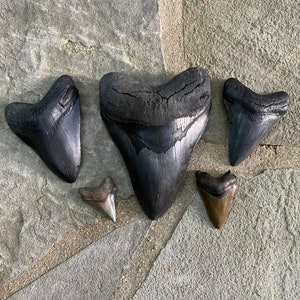 5 Megalodon Teeth the Largest One Measures 5.56 Inches. - Etsy
