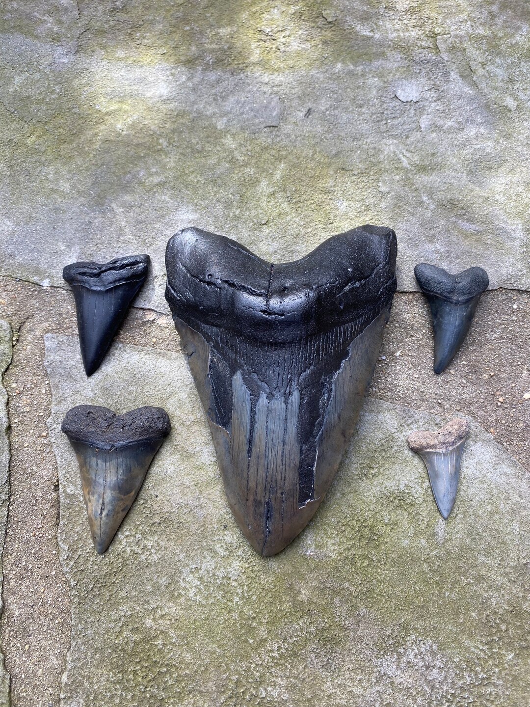 5.40 Inch Megalodon Tooth, With 4 More Smaller Fossilized Shark Teeth ...