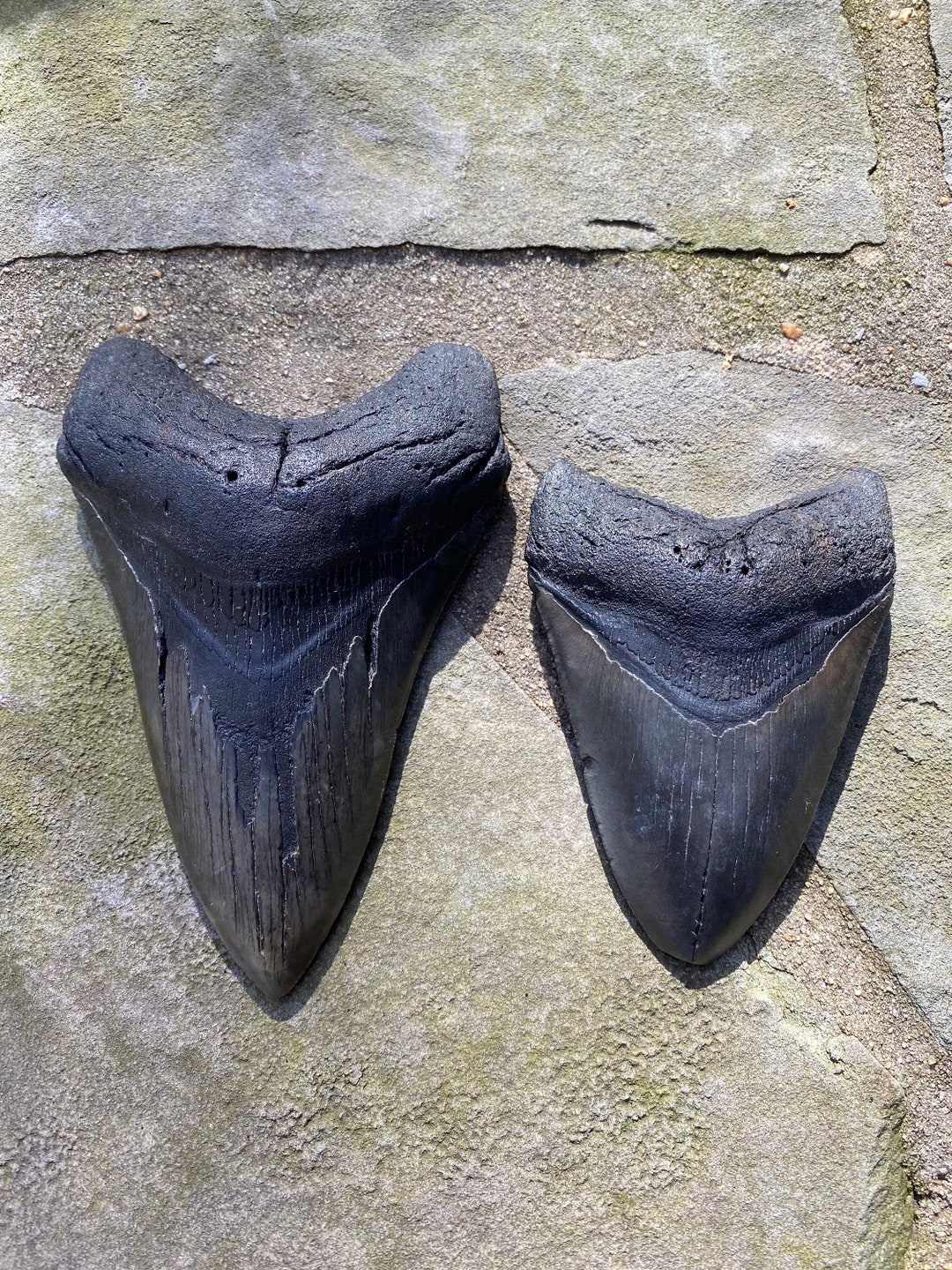 Beautiful 5.53 Inch Megalodon Tooth That Comes With a Display Stand ...