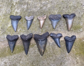 20 Fossilized Shark Teeth the Largest One Measures 2.35 Inches. - Etsy