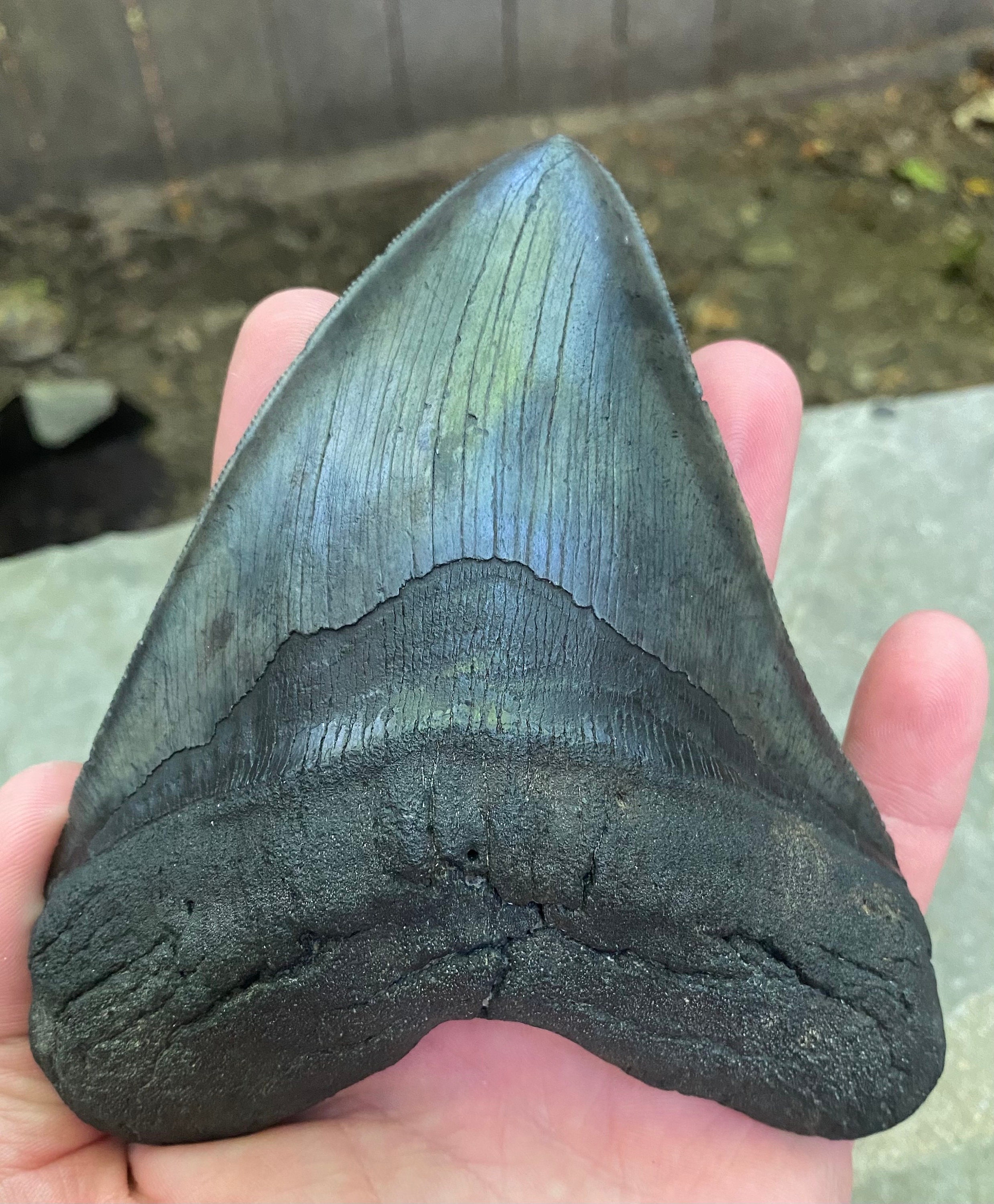 5 Megalodon Teeth the Largest One Measures 5.54 Inches. - Etsy