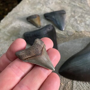 5 Megalodon Teeth the Largest One Measures 5.56 Inches. - Etsy