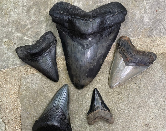 5 Megalodon Teeth the Largest One Measures 5.64 Inches. - Etsy