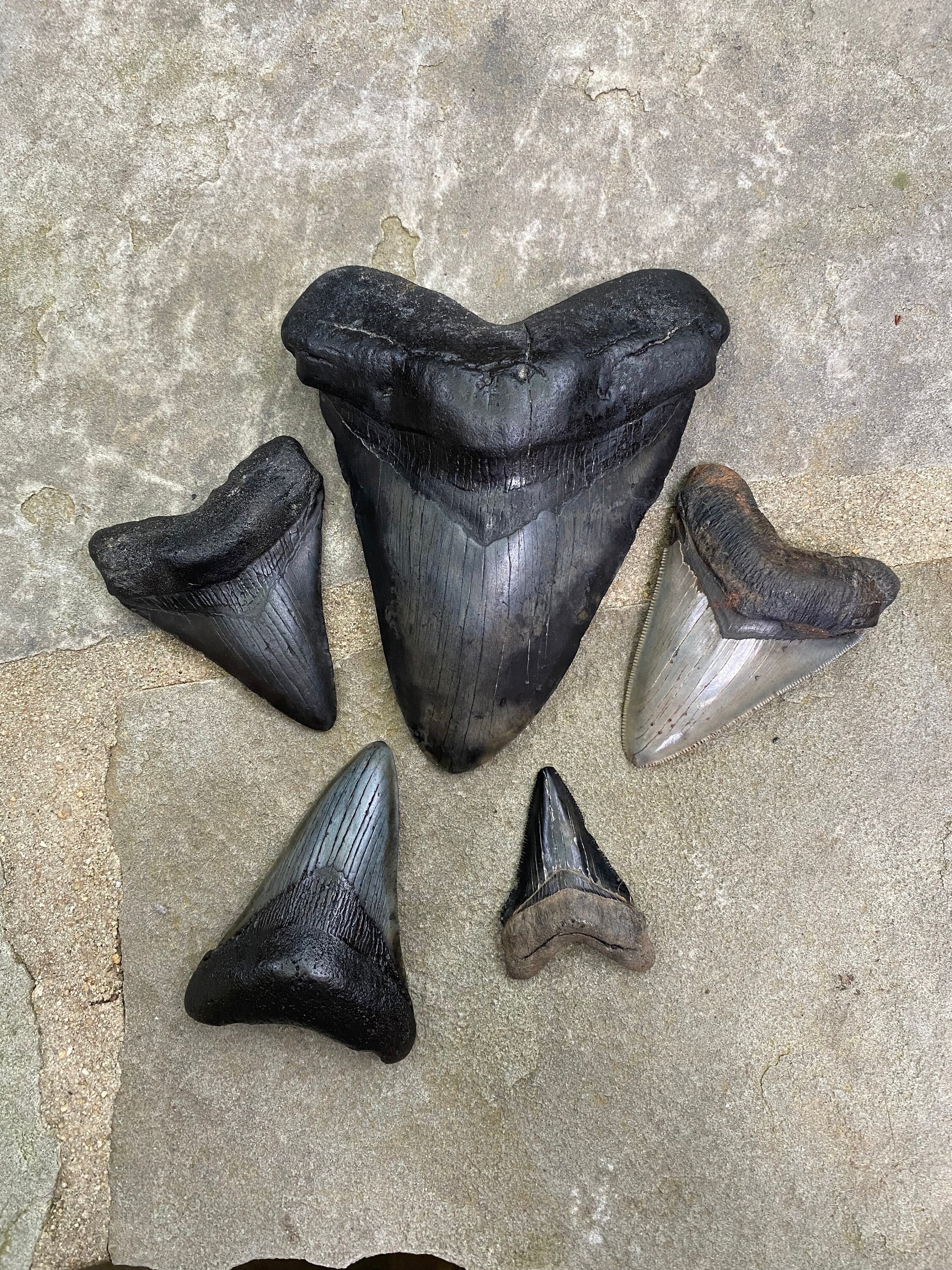 5 Megalodon Teeth the Largest One Measures 5.64 Inches. - Etsy