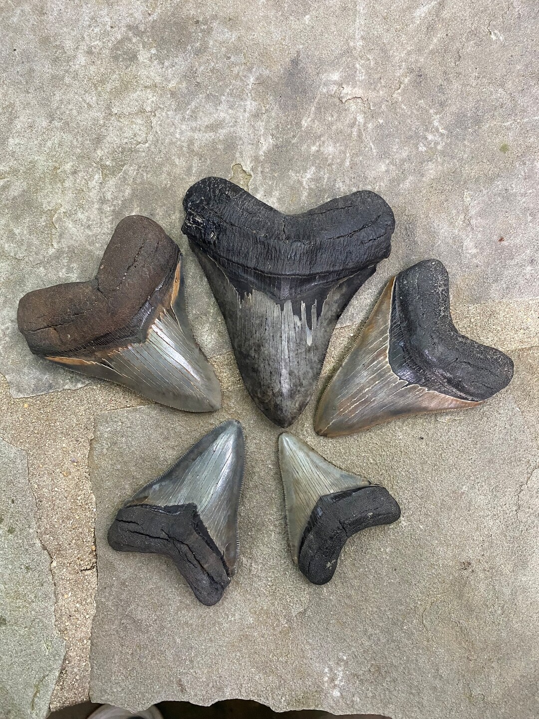 5 High Quality Megalodon Teeth. the Largest One Measures 5.27 Inches ...