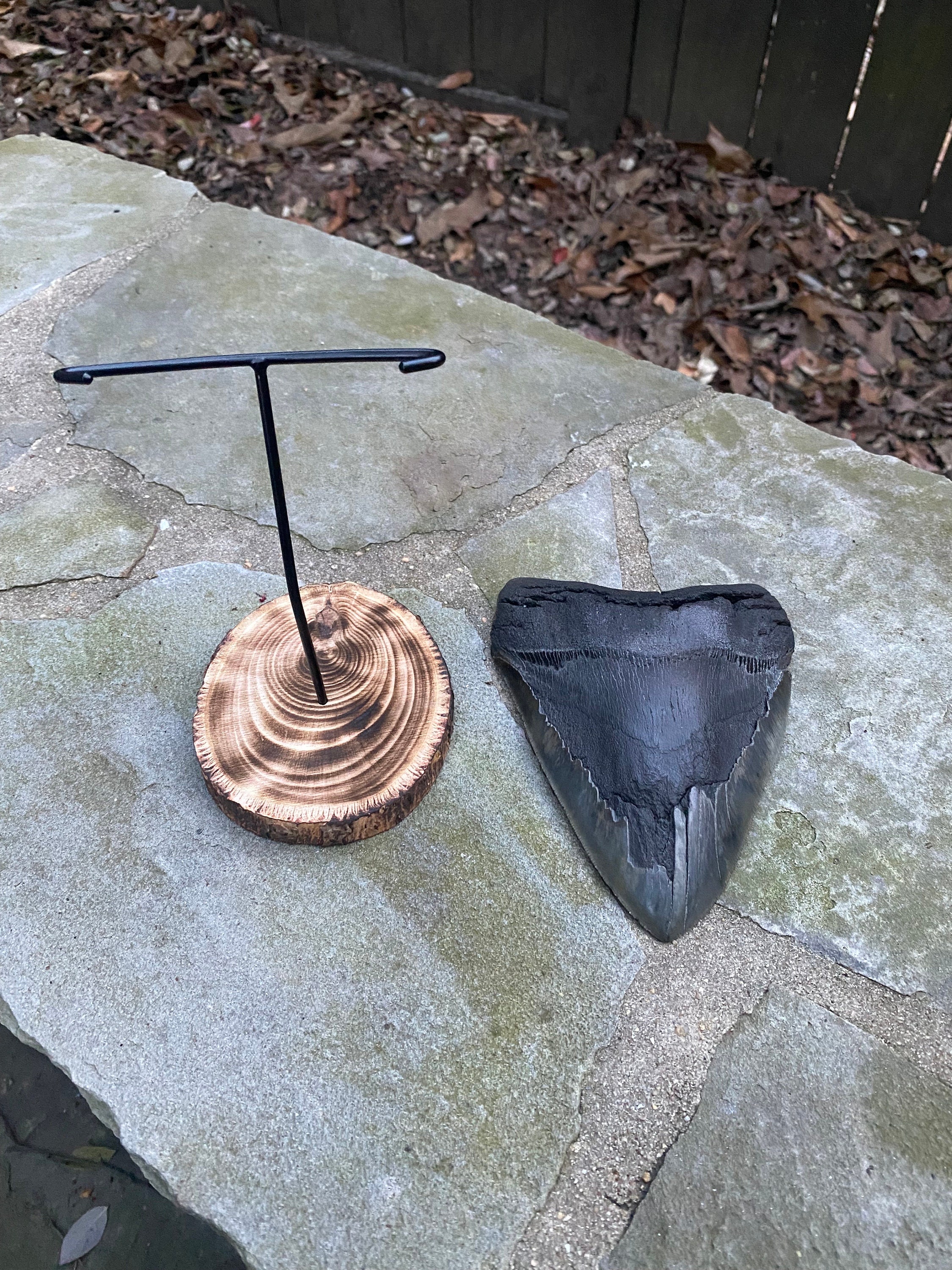 Massive 6.12 Inch Megalodon Tooth With Serrations. This Tooth Comes a ...