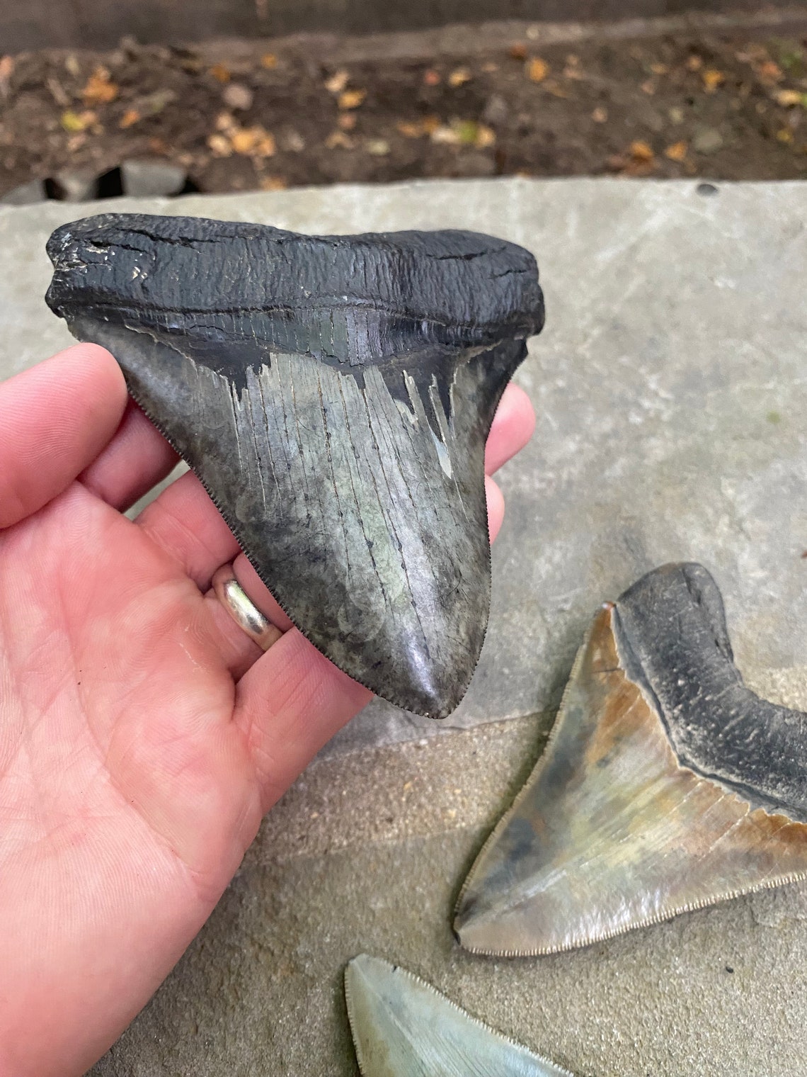 5 High Quality Megalodon Teeth. the Largest One Measures 5.27 Inches ...