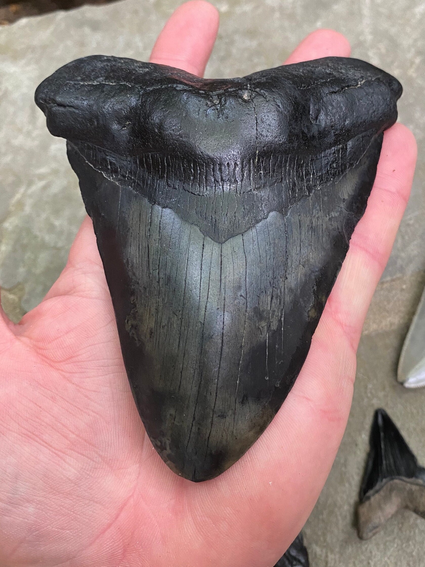 5 Megalodon Teeth the Largest One Measures 5.64 Inches. - Etsy