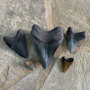 5 Megalodon Teeth the Largest One Measures 5.56 Inches. - Etsy