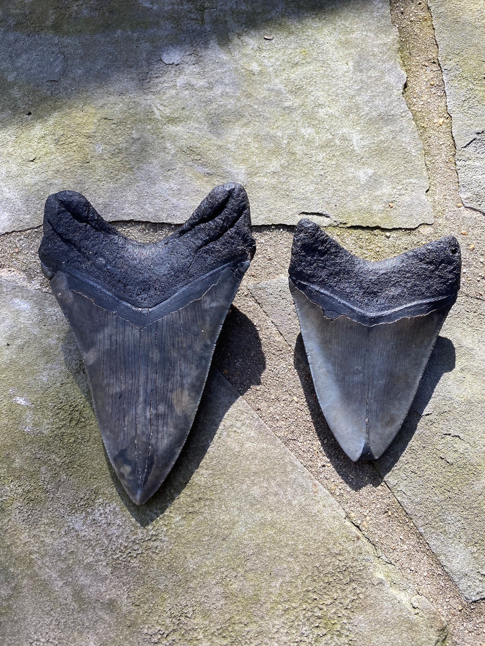 Beautiful 5.53 Inch Megalodon Tooth That Comes With a Display Stand ...