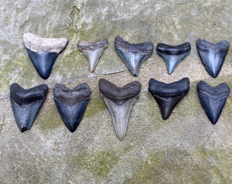 Massive 6.12 Inch Megalodon Tooth With Serrations. This Tooth Comes ...