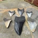 6 Megalodon Teeth the Largest One Measures 4.90 Inches. - Etsy