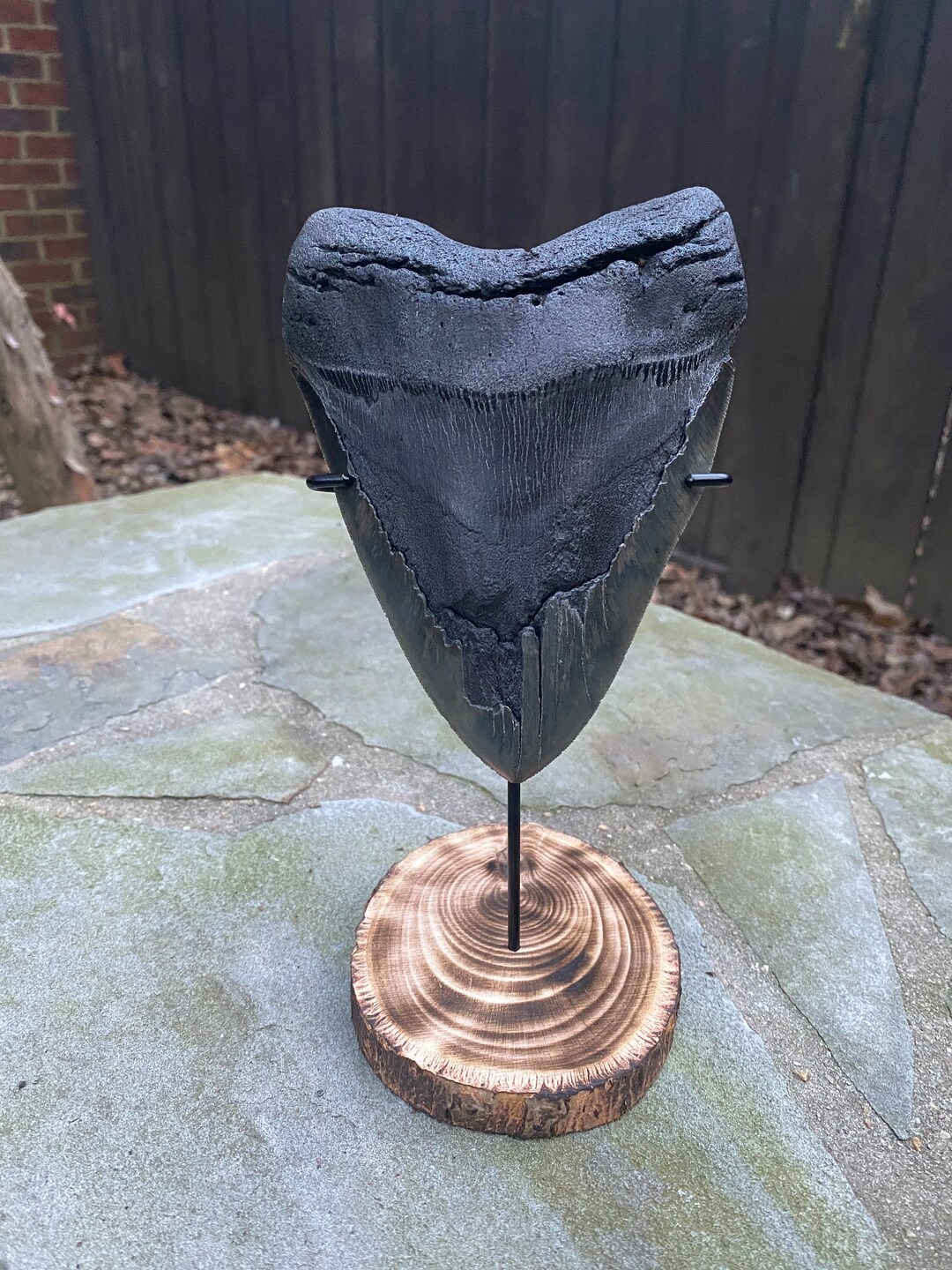 Massive 6.12 Inch Megalodon Tooth With Serrations. This Tooth Comes a ...