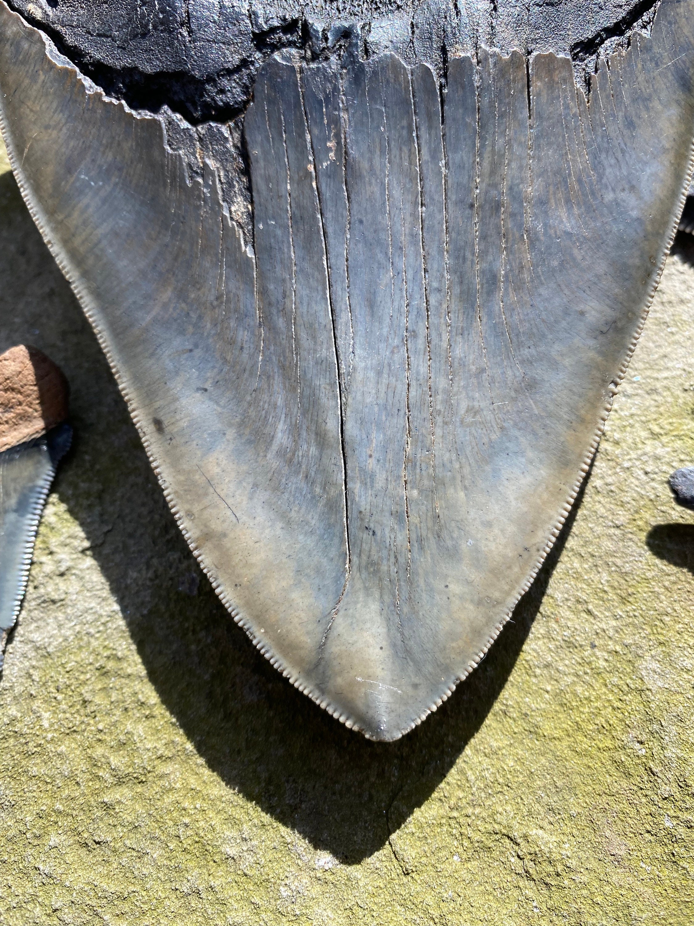 Massive 6.12 Inch Megalodon Tooth With Serrations. This Tooth Comes a ...