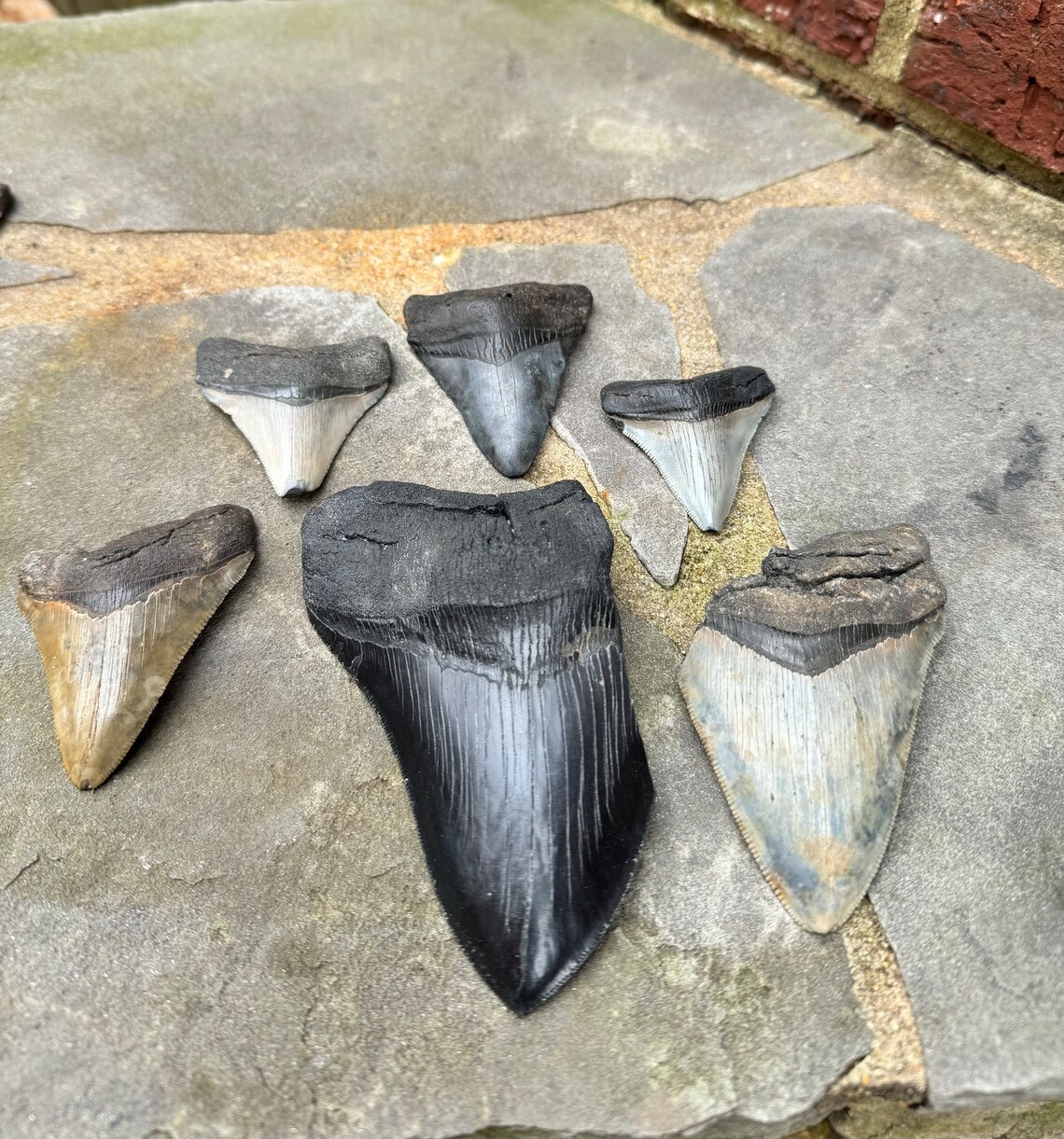 6 Megalodon Teeth the Largest One Measures 4.90 Inches. - Etsy