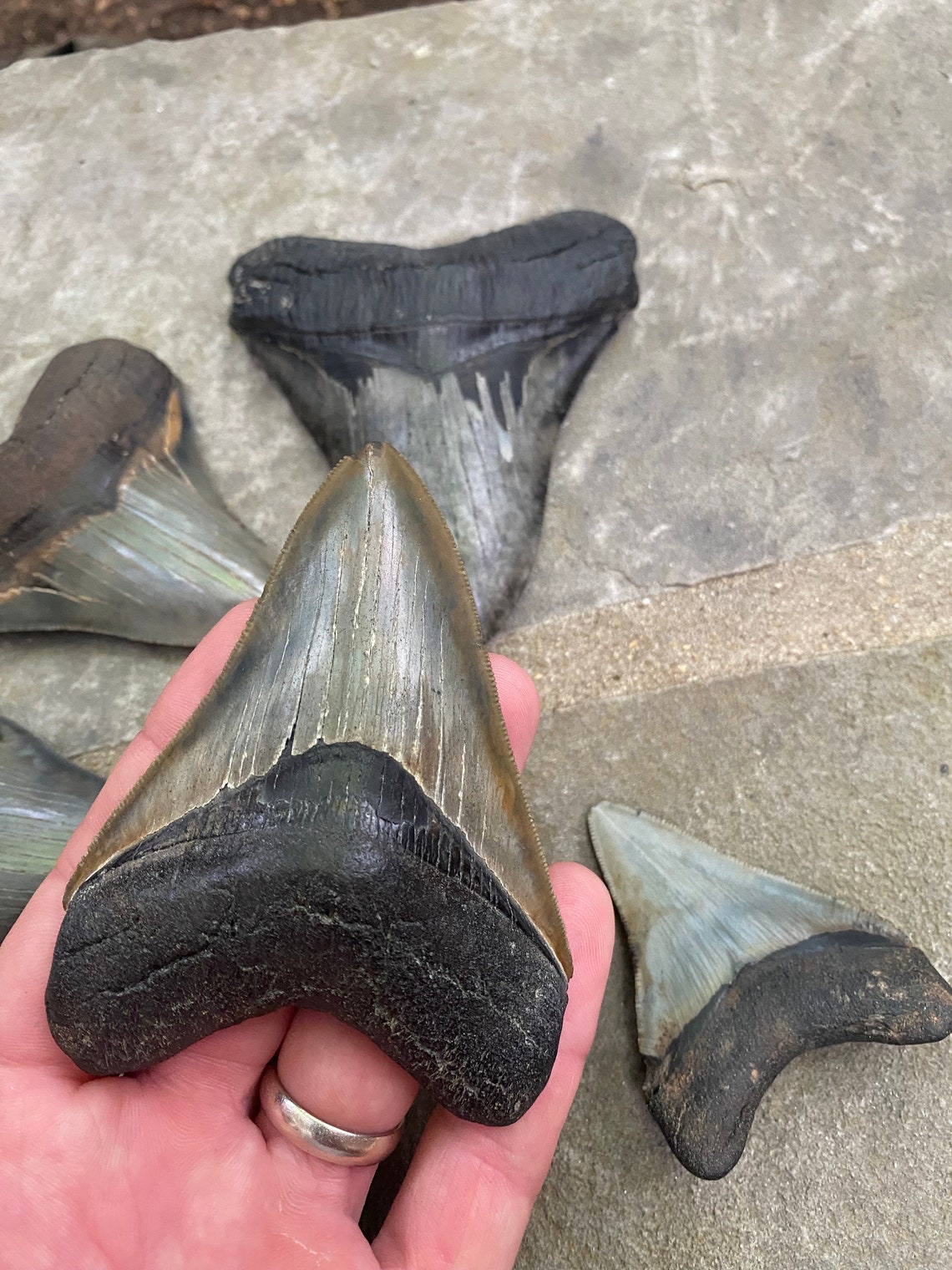 5 High Quality Megalodon Teeth. the Largest One Measures 5.27 Inches ...