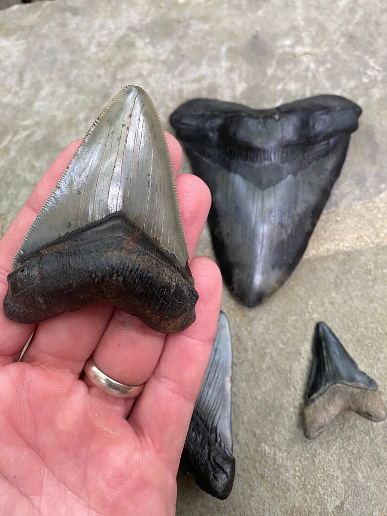 5 Megalodon Teeth the Largest One Measures 5.64 Inches. - Etsy