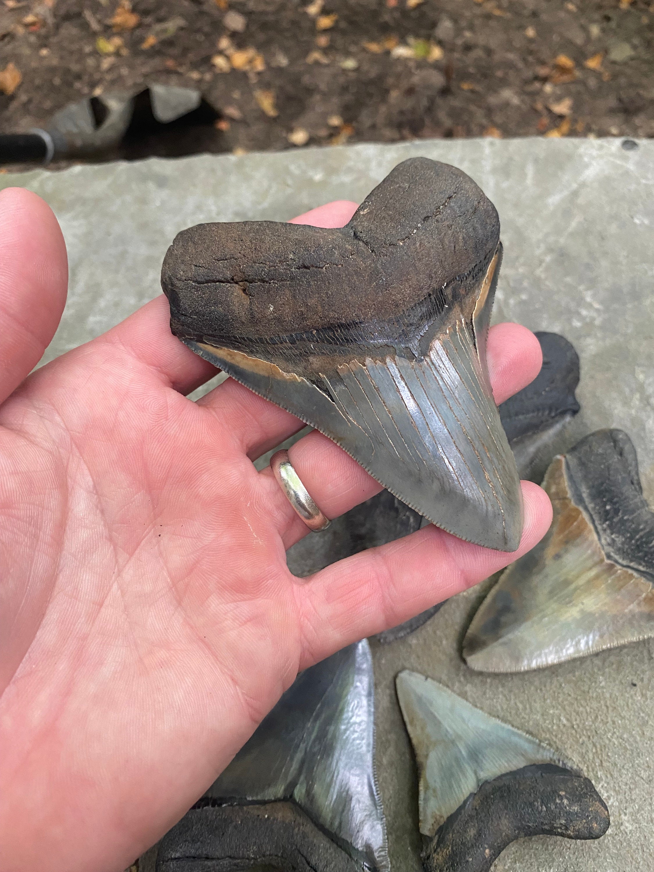 5 High Quality Megalodon Teeth. the Largest One Measures 5.27 Inches ...