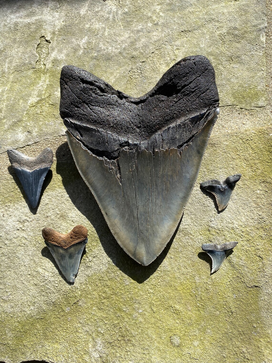 Massive 6.12 Inch Megalodon Tooth With Serrations. This Tooth Comes a ...