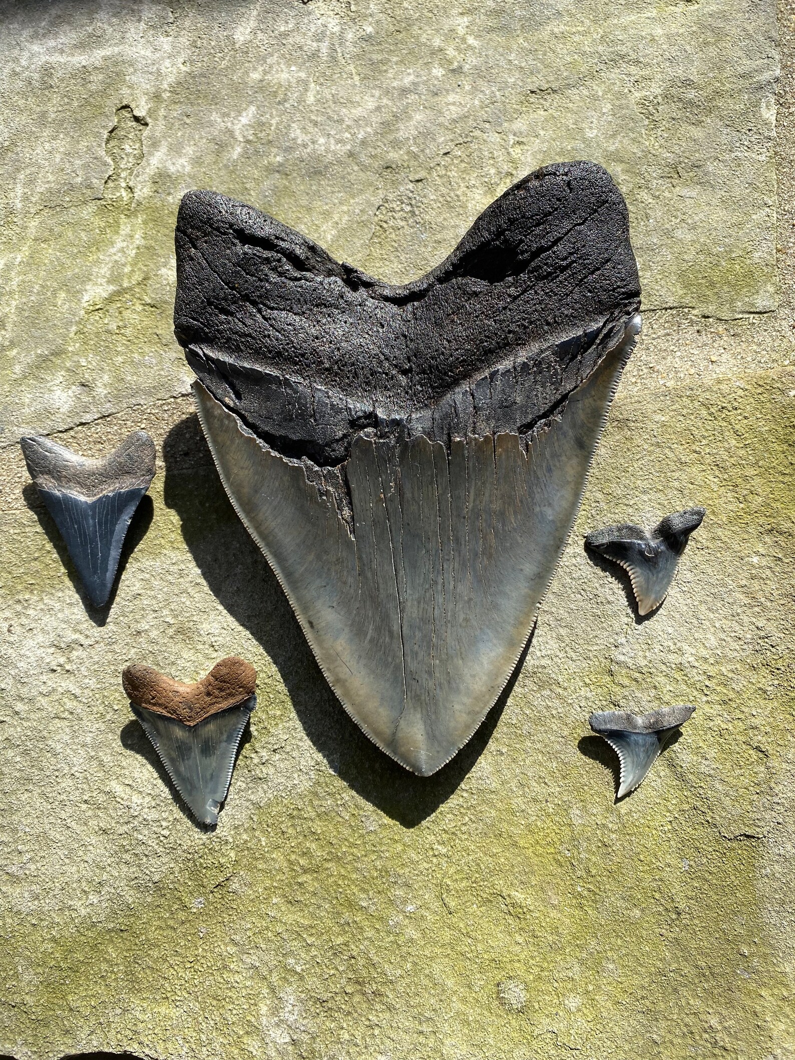 Massive 6.12 Inch Megalodon Tooth With Serrations. This Tooth Comes a ...