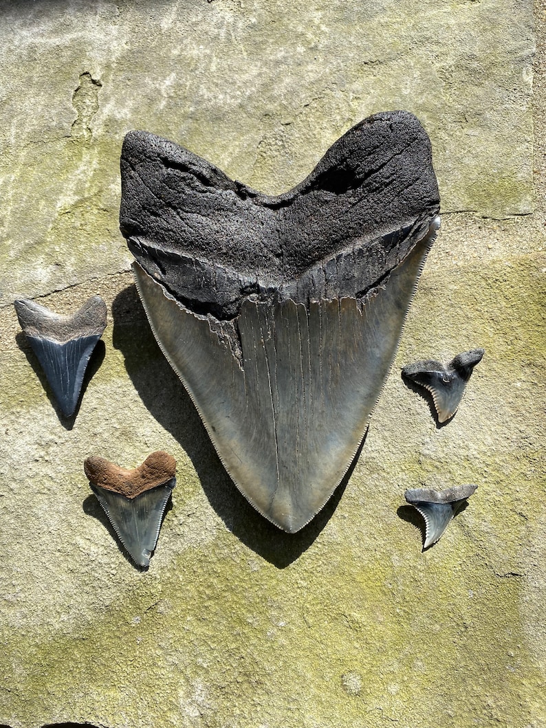 Massive 6.12 Inch Megalodon Tooth With Serrations. This Tooth Comes a ...