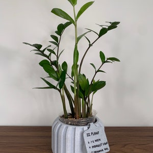 Plant Care Label - Etsy