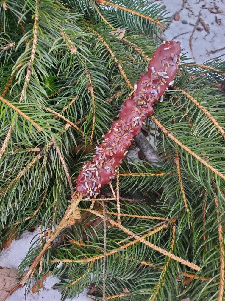 Mullein Torch, Hags Torch, Hag Candle, Witch Candle, Witch Torch ...