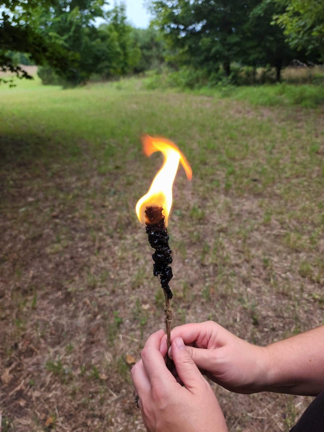 Mullein Torch, Hags Torch, Hag Candle, Witch Candle, Witch Torch ...