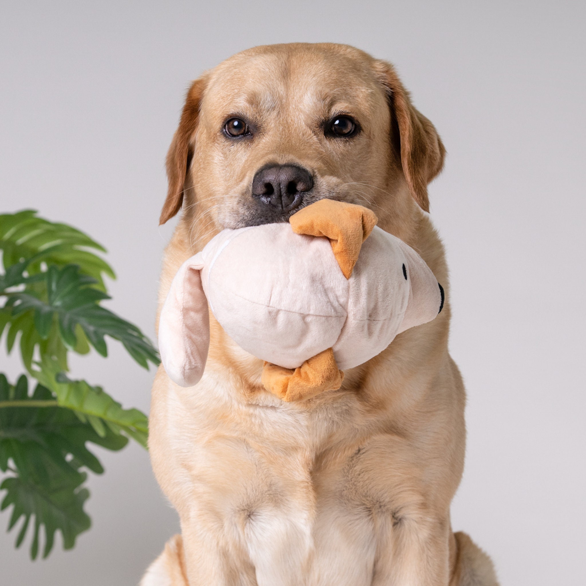 A Labrador Dog Toy 2 in 1 Plush & Ball Dog Toy for Pet Anxiety and ...