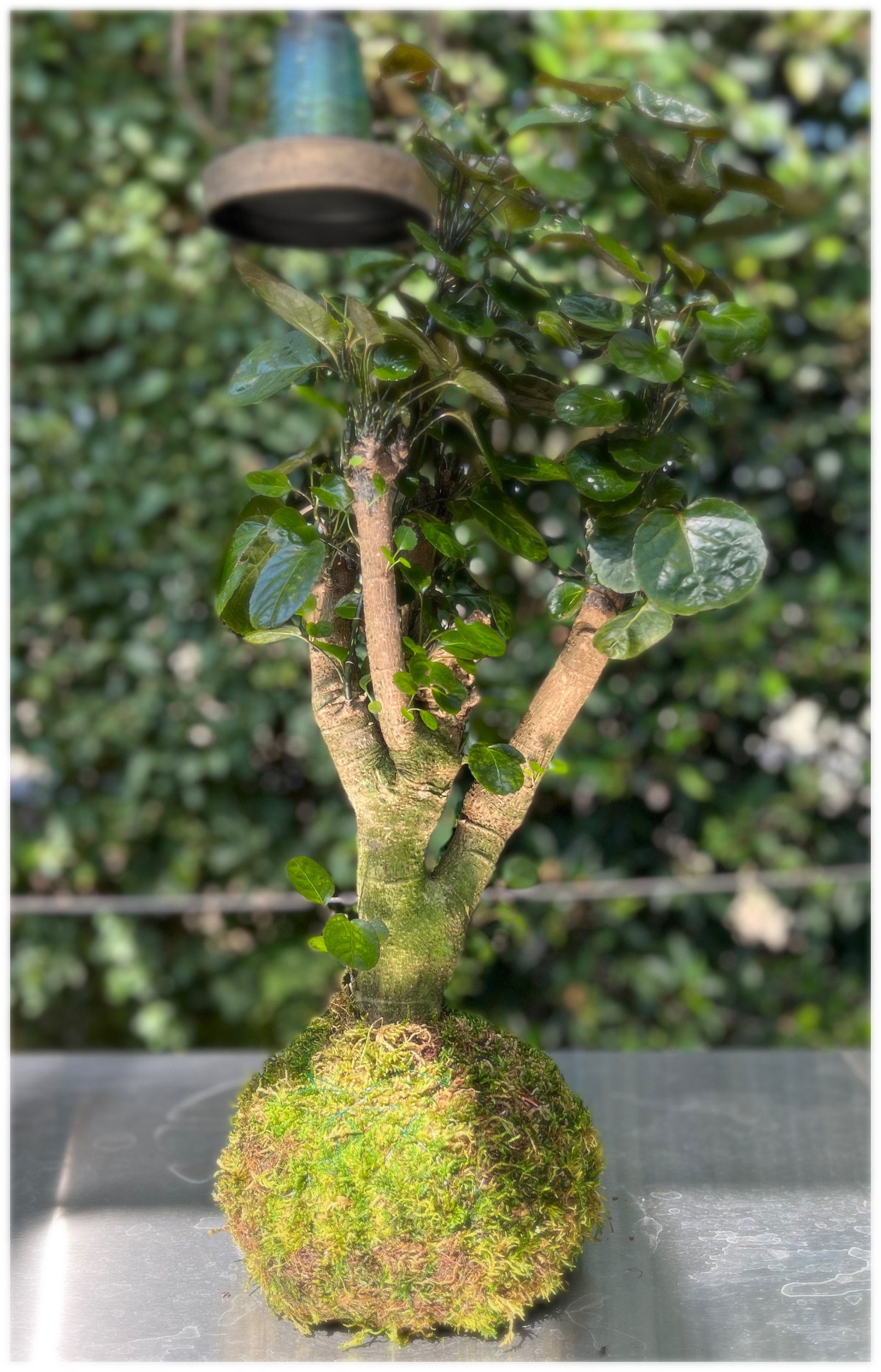 Aralia Fabian Stump - Etsy