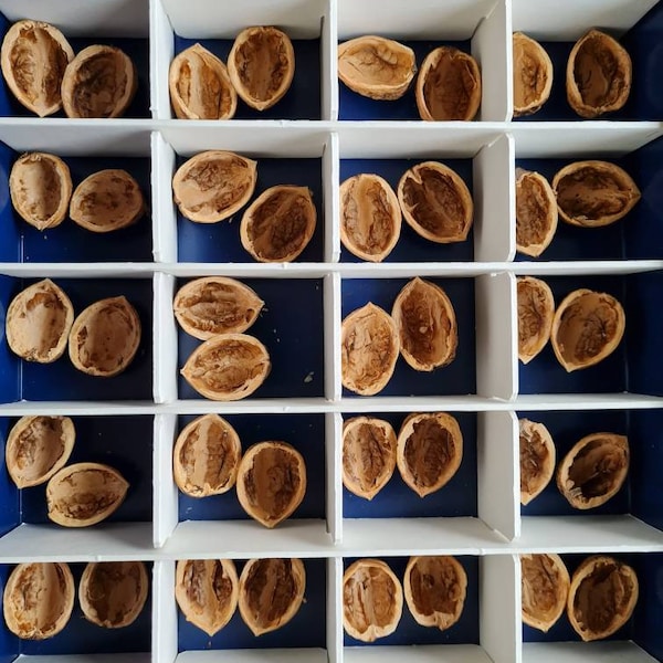 Walnut Shells - Etsy