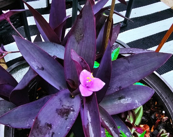 Variegated Purple Heart Setcreasea Pallida Tradescantia Fully Rooted ...