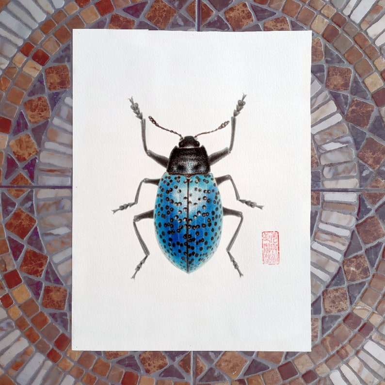 Scientific Illustration, Beetle Illustration, Blue Beetle, Original ...