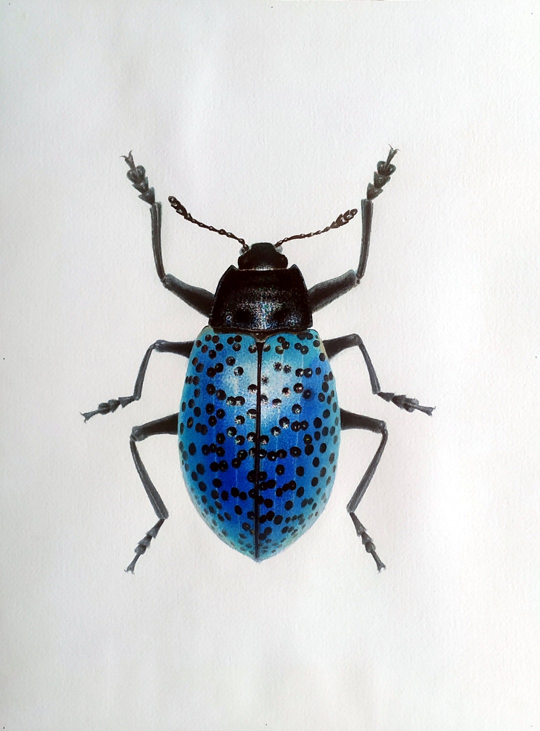 Scientific Illustration Beetle Illustration Blue Beetle - Etsy
