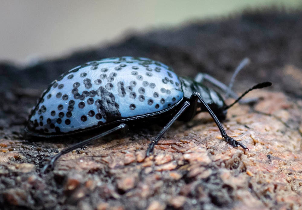 Scientific Illustration, Beetle Illustration, Blue Beetle, Original ...