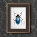 Scientific Illustration, Beetle Illustration, Blue Beetle, Original ...