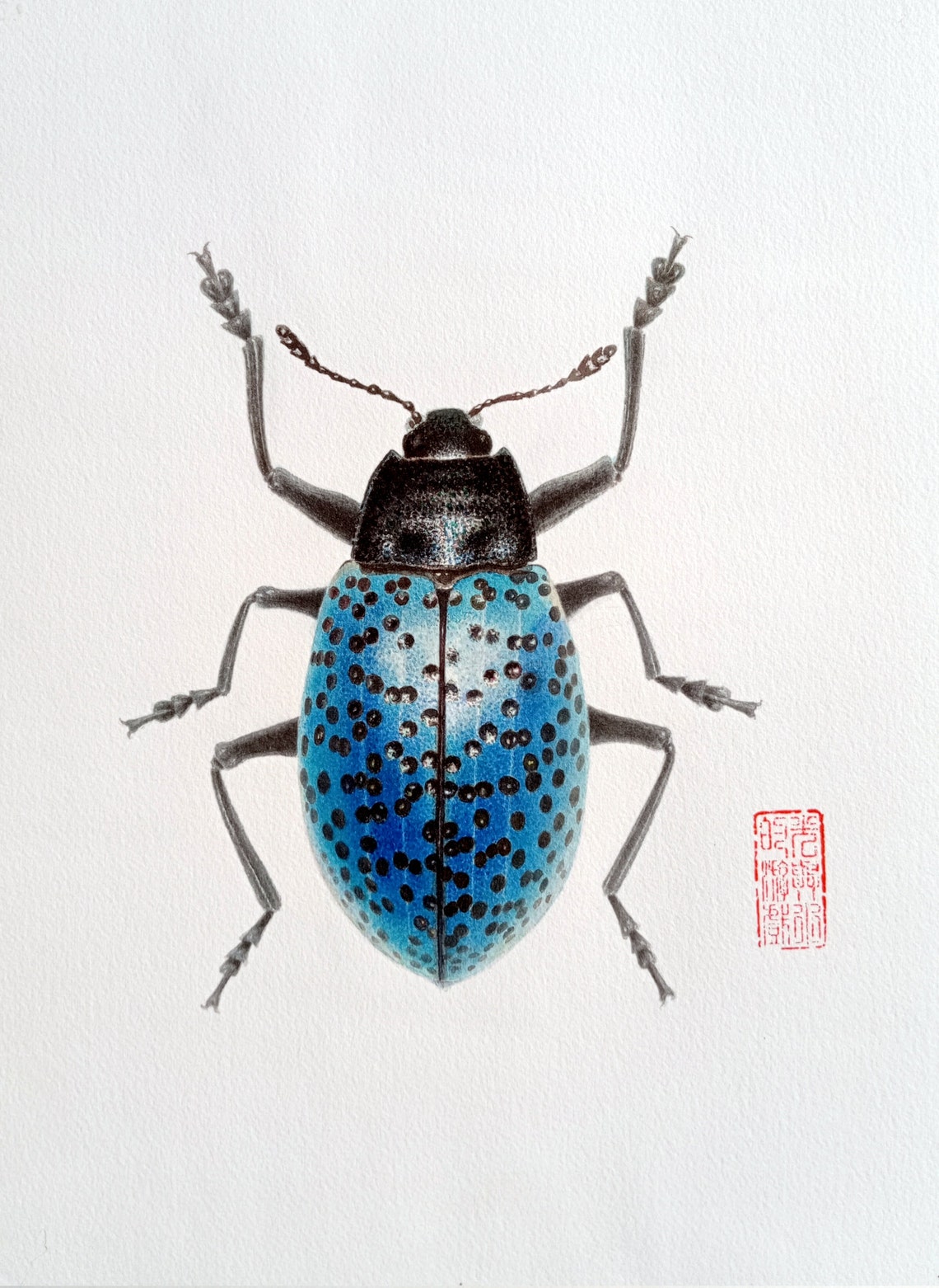 Scientific Illustration, Beetle Illustration, Blue Beetle, Original ...
