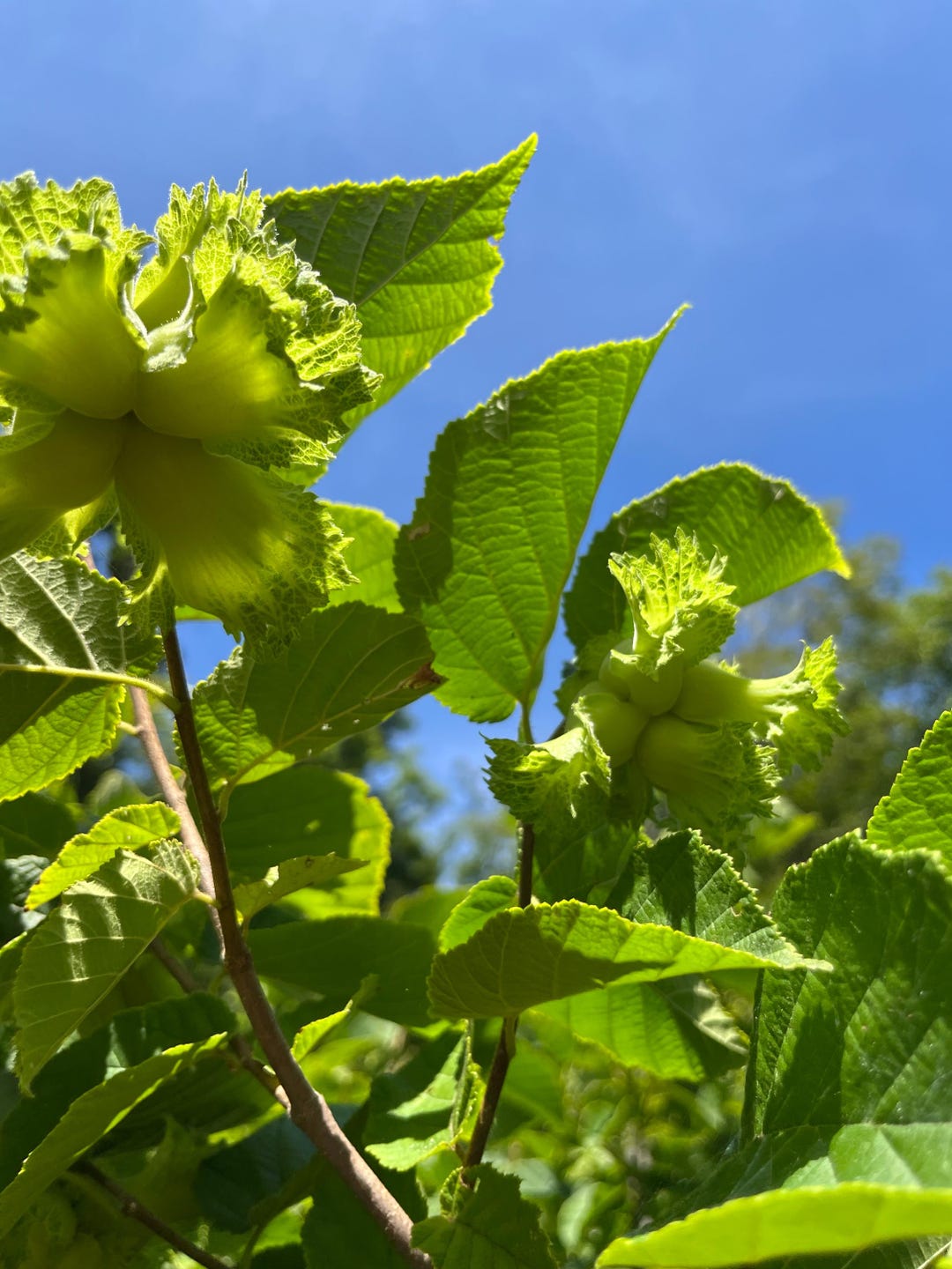 Hybrid Hazelnut Bare Root Shrub - Etsy
