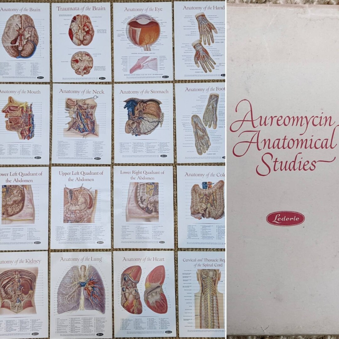24 ANATOMY Charts by LEDERLE Laboratories Divisions USA, Original 1950 ...