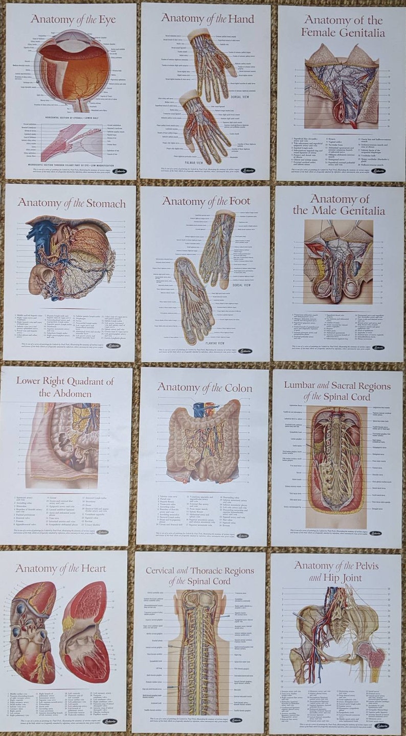 24 ANATOMY Charts by LEDERLE Laboratories Divisions USA, Original 1950 ...