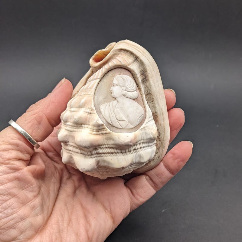 Conch Shell Art - Etsy