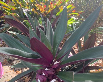 Dwarf Moses in the Cradle/ Boat Lily/ Oyster Plant - Etsy