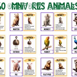 60 Omnivore Animal Flashcards | Kids Learning Flash Cards | Educational ...