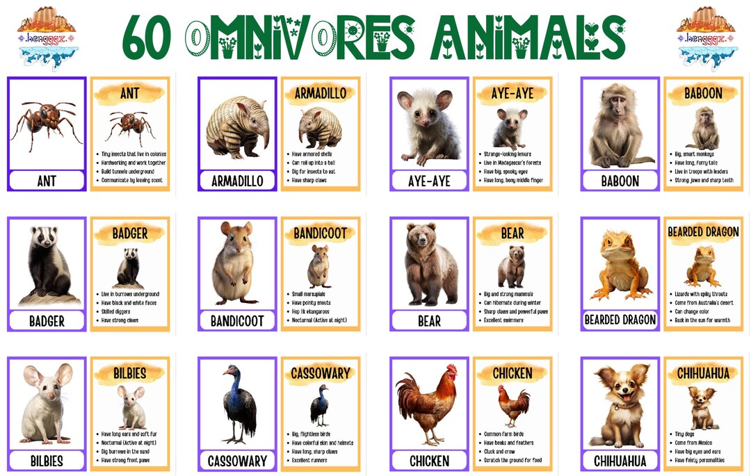 60 Omnivore Animal Flashcards | Kids Learning Flash Cards | Educational ...
