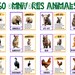 60 Omnivore Animal Flashcards | Kids Learning Flash Cards | Educational ...