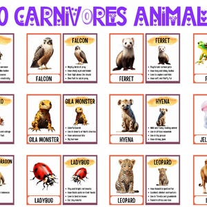 60 Carnivore Animal Flashcards | Kids Learning Flash Cards ...