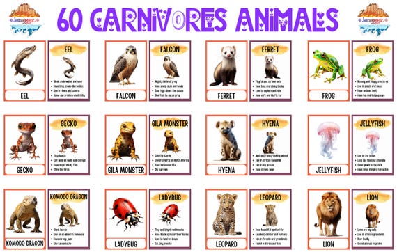 Carnivore Animals For Kids