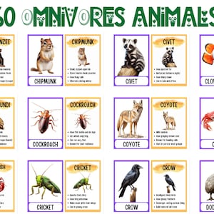 60 Omnivore Animal Flashcards | Kids Learning Flash Cards | Educational ...