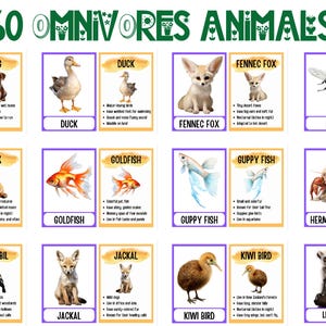 60 Omnivore Animal Flashcards | Kids Learning Flash Cards | Educational ...