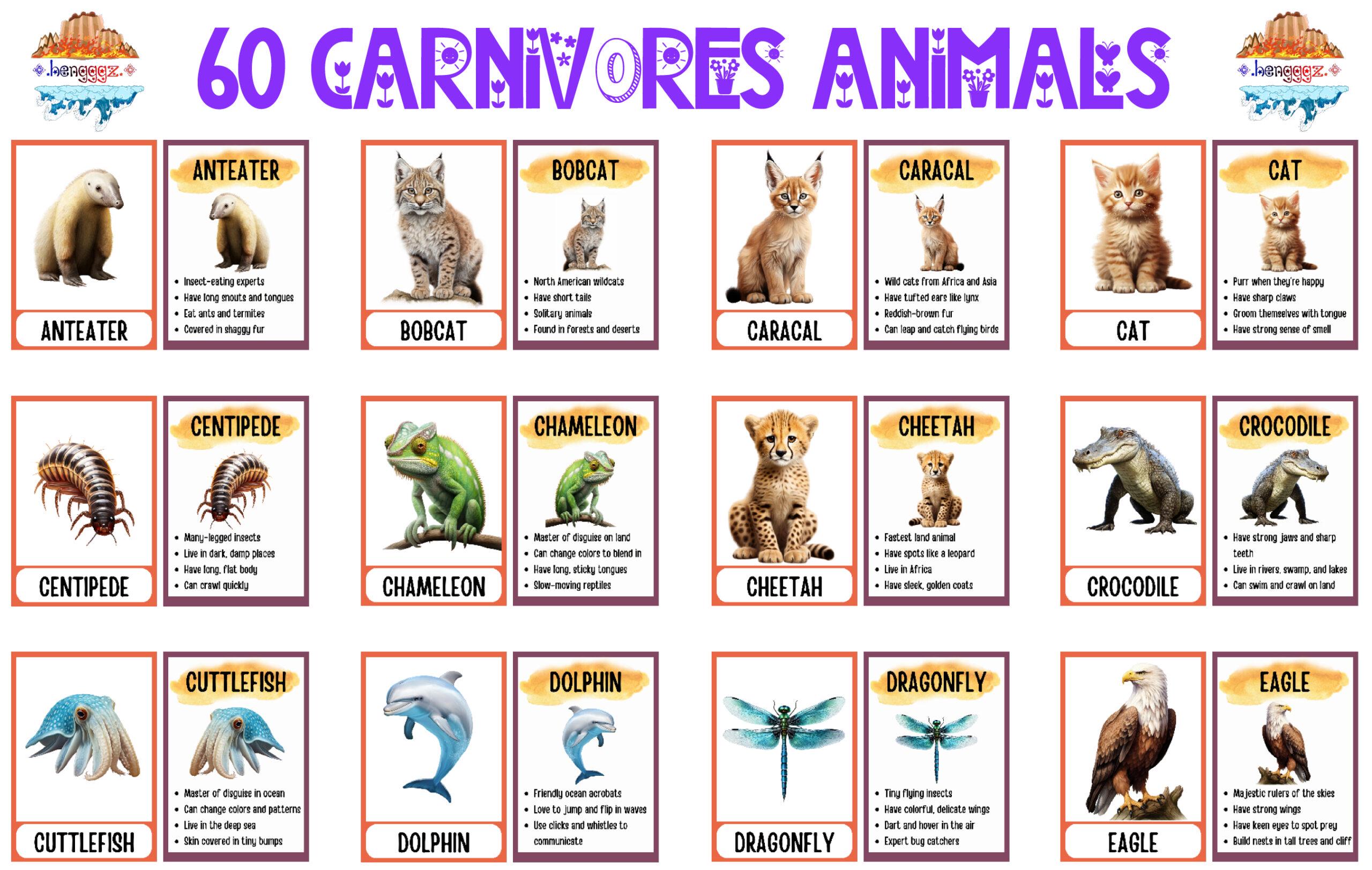 60 Carnivore Animal Flashcards | Kids Learning Flash Cards ...